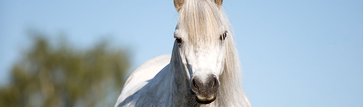 Startseite - Cushing-Hat-Viele-Gesichter